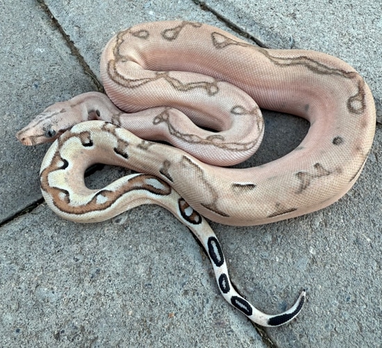 Scoria Labyrinth Dh Anery Leopard Boa Constrictor by LowKeyBoas