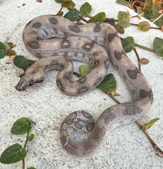 Ghost Leopard 66% VPI T Boa Constrictor by LowKeyBoas