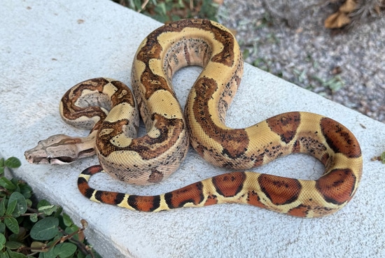Hypo Jungle Dh RDR VPI T+ (Specter) Boa Constrictor by LowKeyBoas