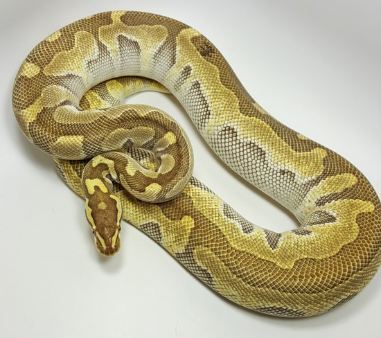 Enchi Lesser 100% Het Piebald Ball Python by Loxahatchee Herp Hatchery