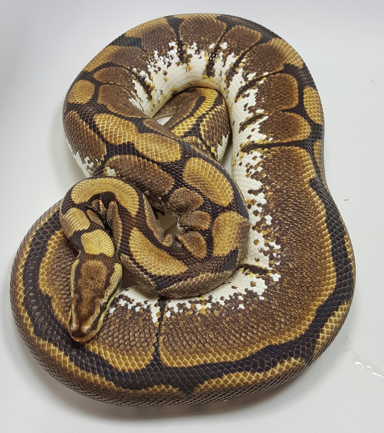 Spider Ball Python by Loxahatchee Herp Hatchery - MorphMarket