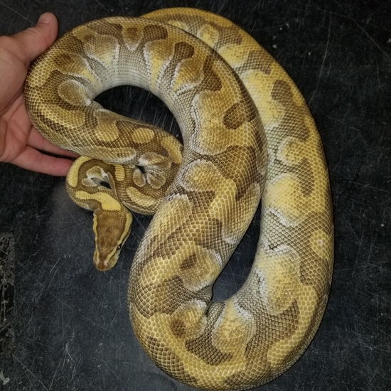 Enchi Lesser Ball Python by Loxahatchee Herp Hatchery