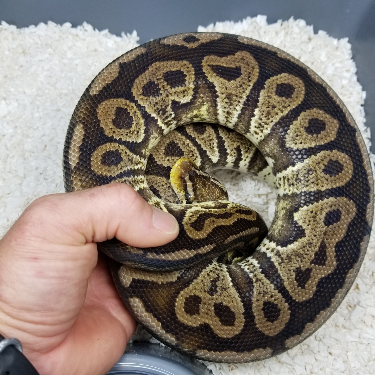 Het Red Axanthic Pastel Sable Ball Python by Loxahatchee Herp Hatchery ...