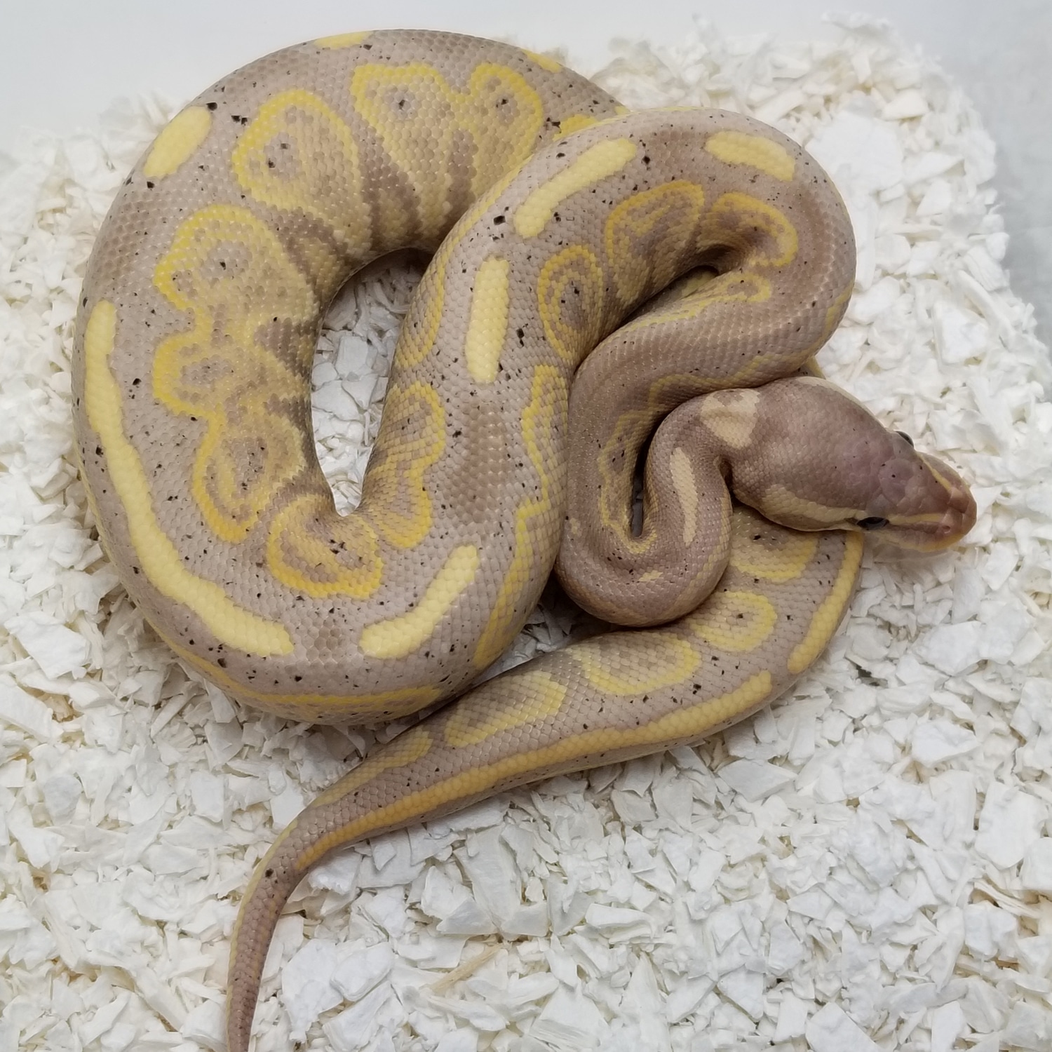 Black Pastel Coral Glow Ball Python by Loxahatchee Herp Hatchery ...