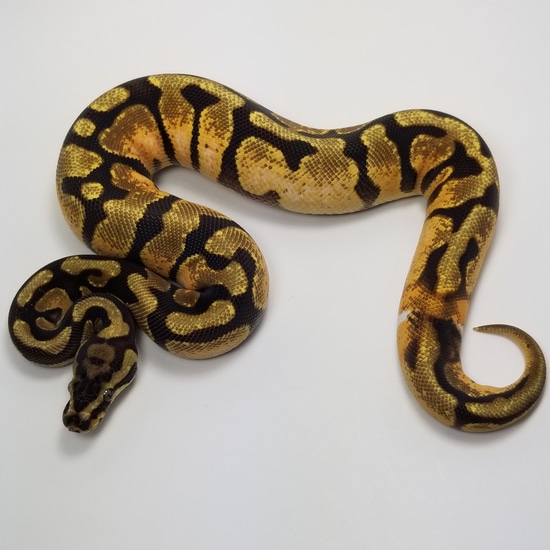 Enchi Spotnose Pos Het Piebald Ball Python by Loxahatchee Herp Hatchery