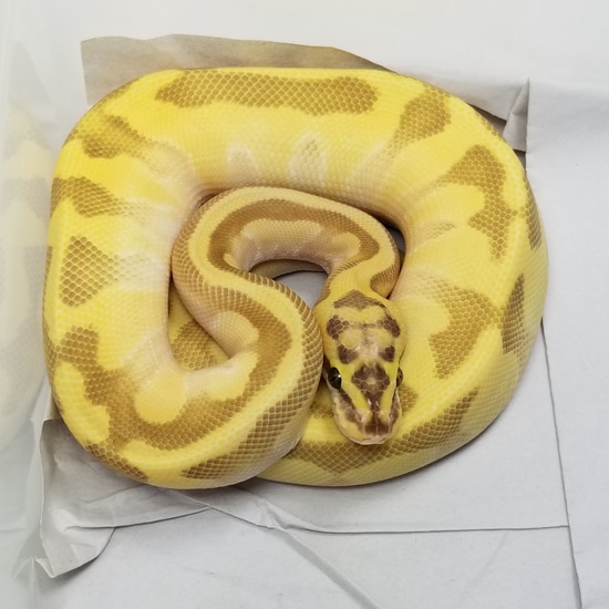 Super Enchi Lesser Lemonback Pastel Ball Python by Loxahatchee Herp ...