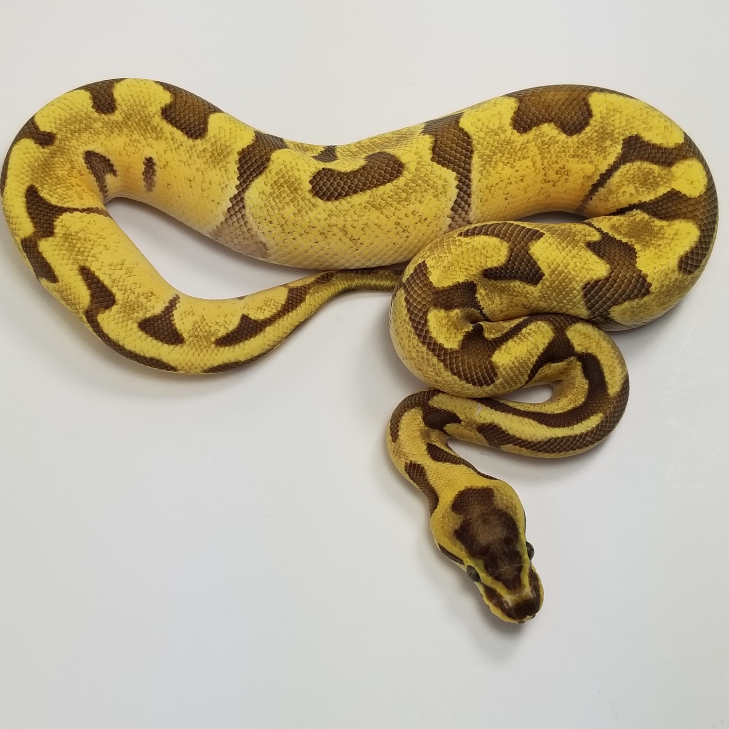 Super Enchi Lemonback Ball Python by Loxahatchee Herp Hatchery ...