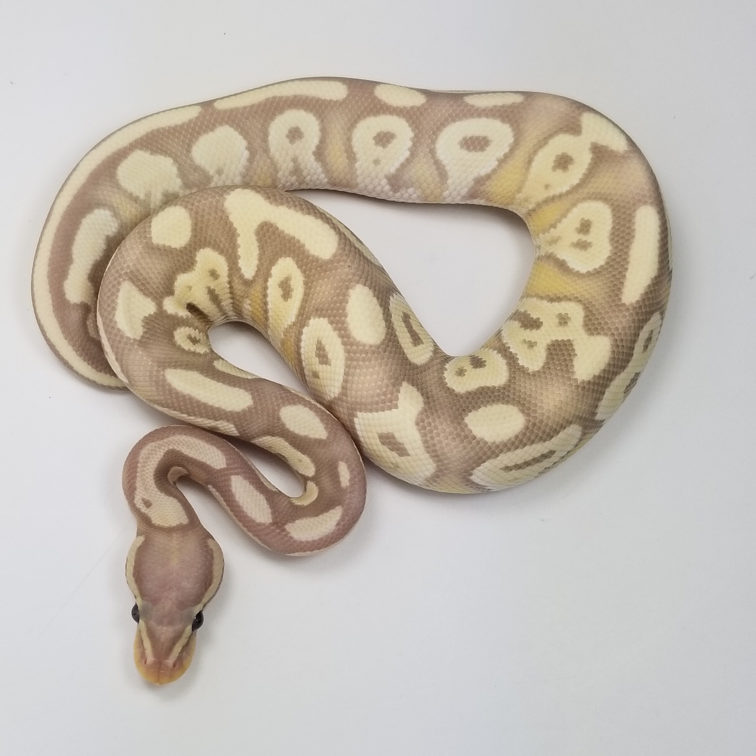 Mojave Coral Glow Pos Het Piebald Ball Python by Loxahatchee Herp ...