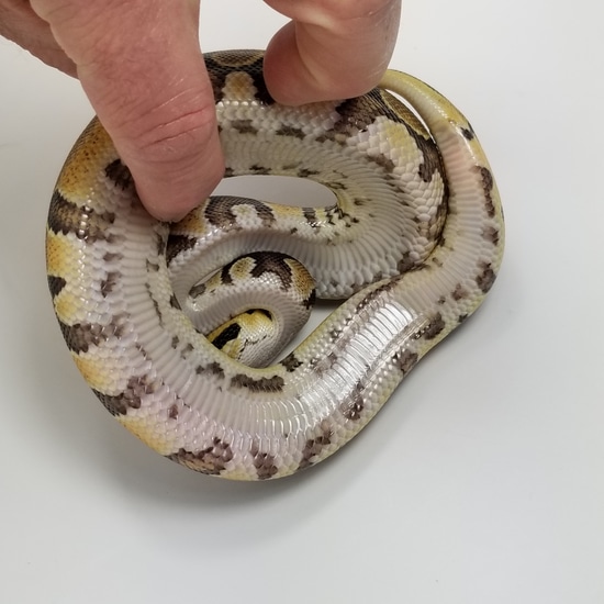 Enchi Gravel Pos Het Clown Ball Python by Loxahatchee Herp Hatchery