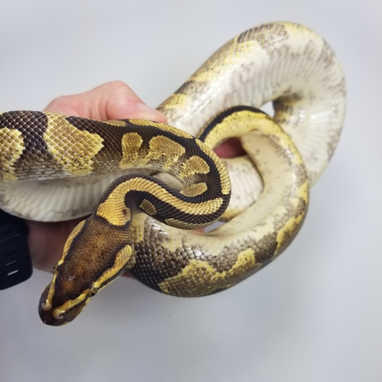 Enchi Yellowbelly Ball Python by Loxahatchee Herp Hatchery