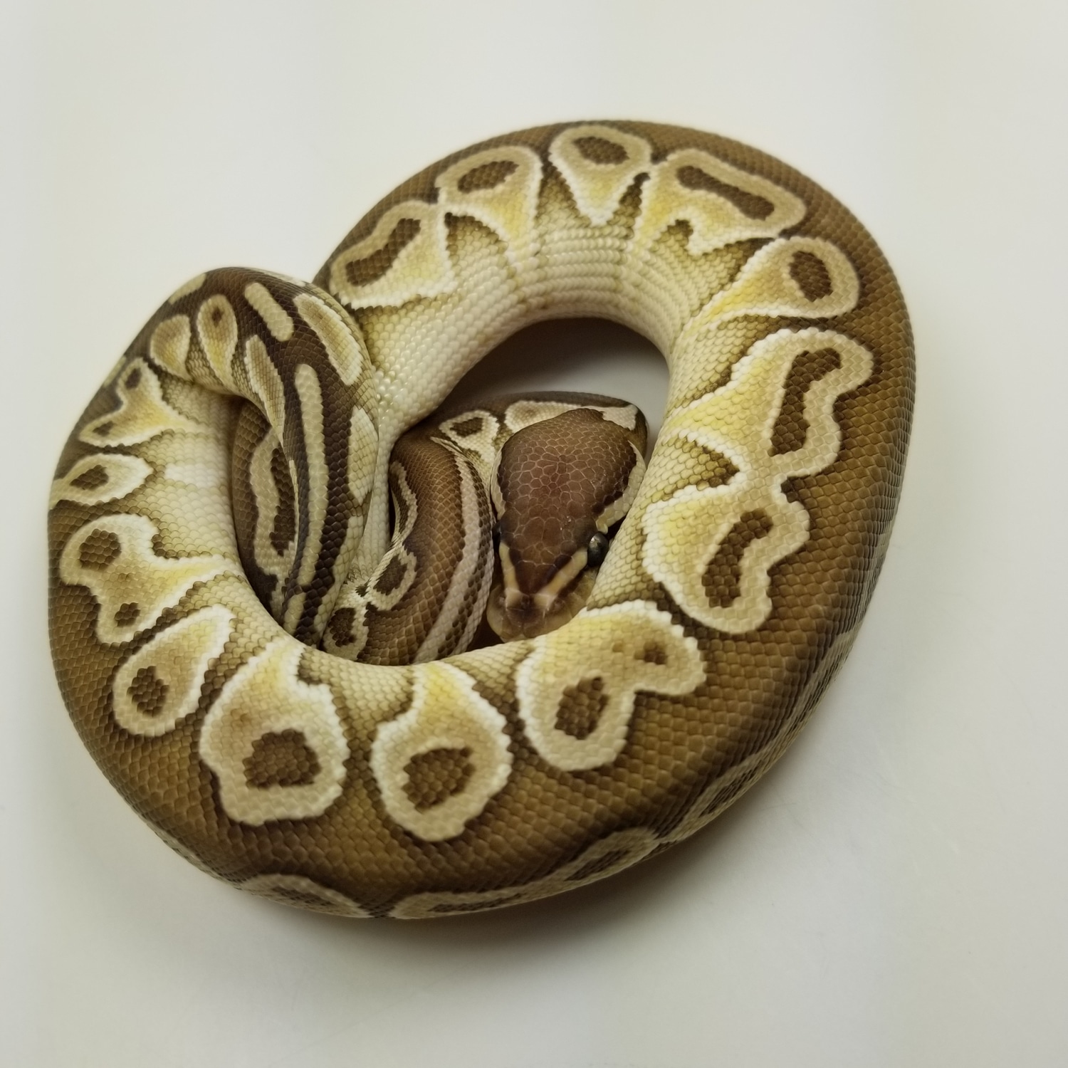 Lesser Het Red Axanthic Het Clown Ball Python by Loxahatchee Herp ...