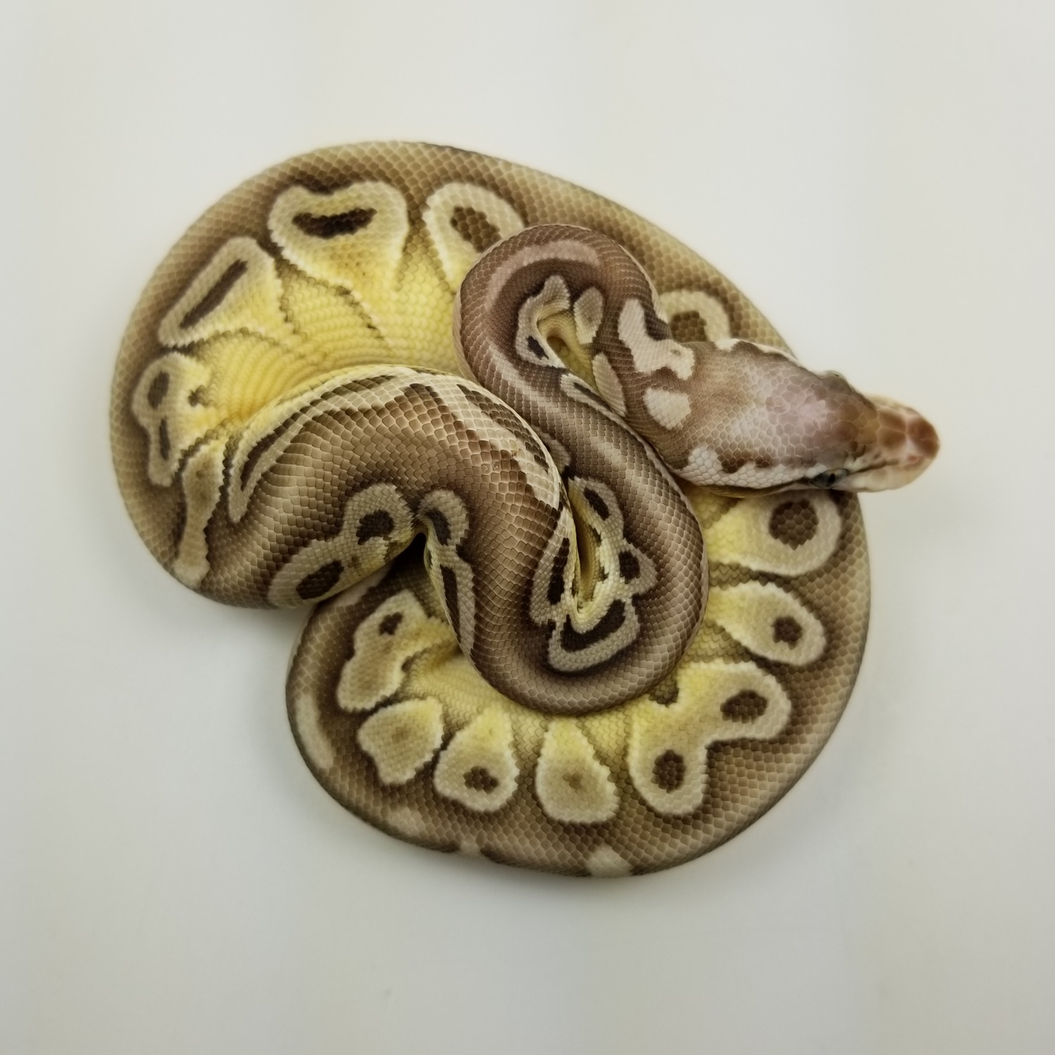 Pastel Het Red Axanthic Lesser Het Clown Ball Python by Loxahatchee ...