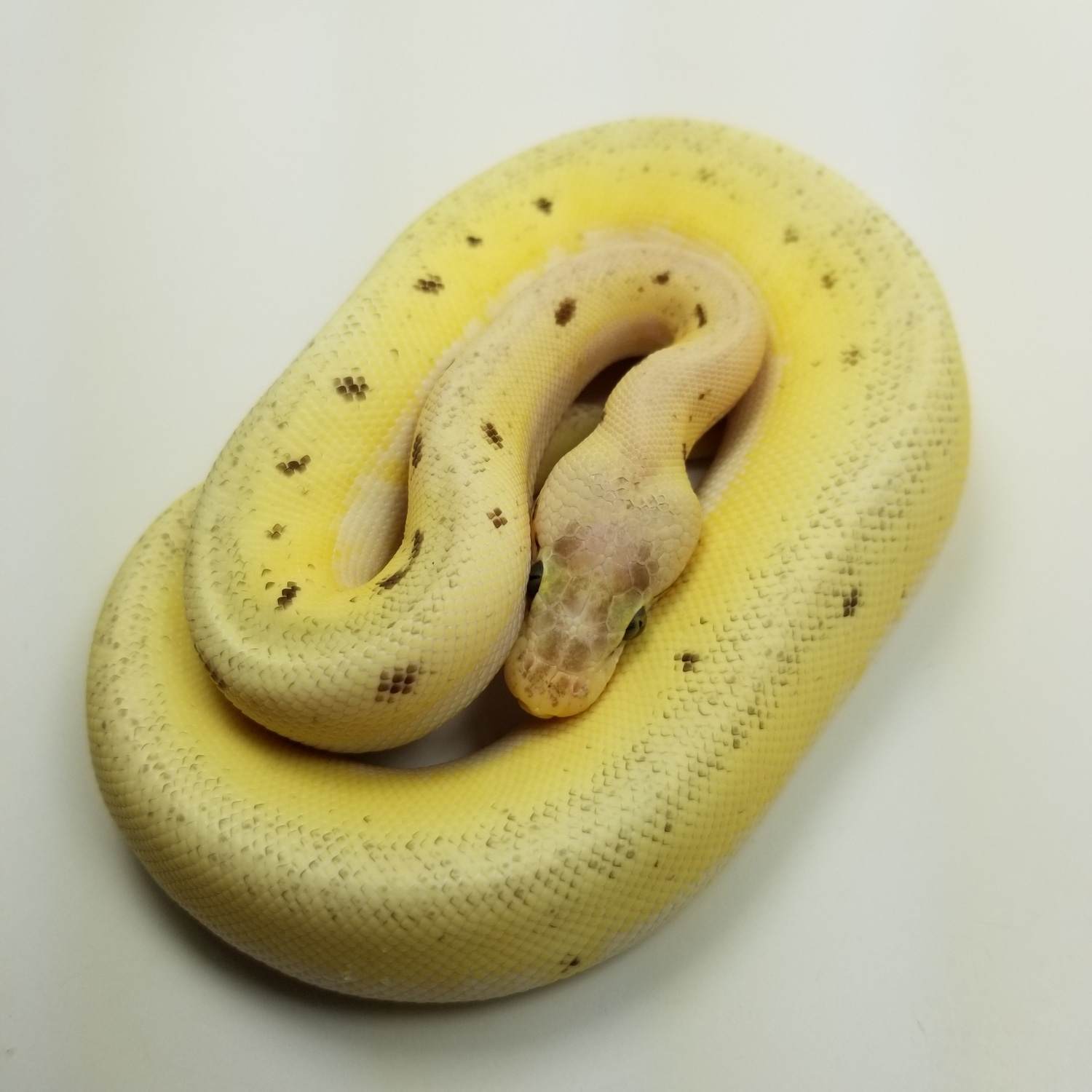 Killer Spinnerblast Enchi Orange Dream Pos Het Pied Ball Python by ...