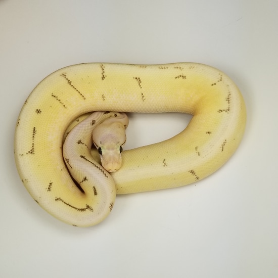 Killer Spinnerblast Enchi Orange Dream Fire Yellowbelly Pos Het Piebald Ball Python by ...