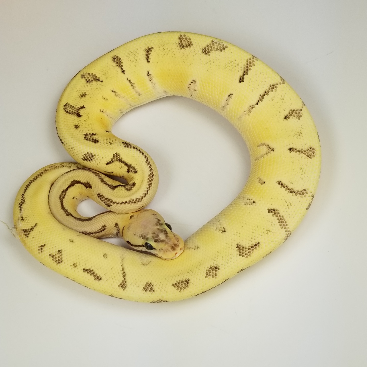 Super Pastel Pinstripe Enchi Orange Dream Fire Yellowbelly Pos Het Pied ...