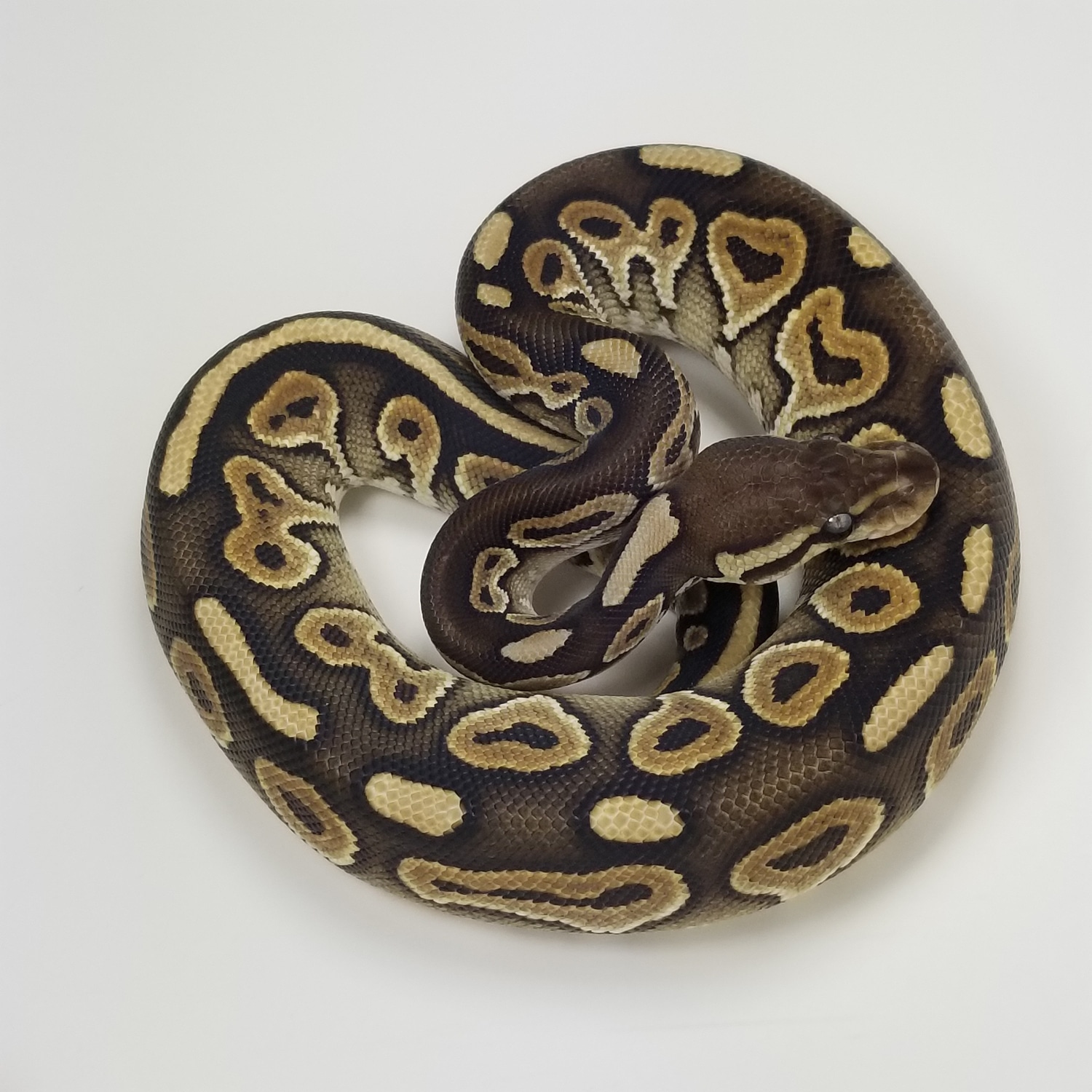 Cinnamon Special Ball Python by Loxahatchee Herp Hatchery - MorphMarket