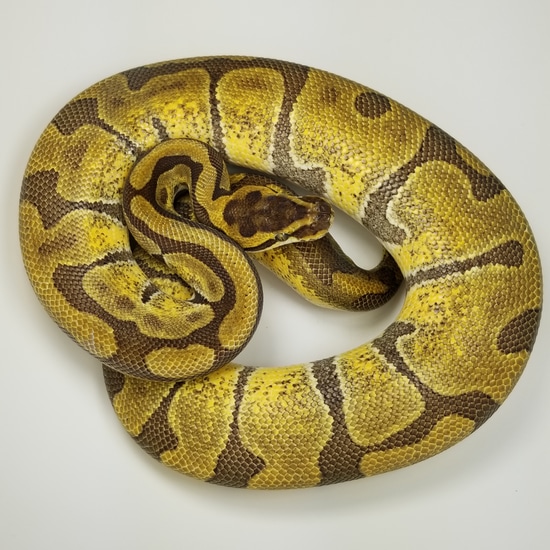 Super Enchi Ball Python by Loxahatchee Herp Hatchery