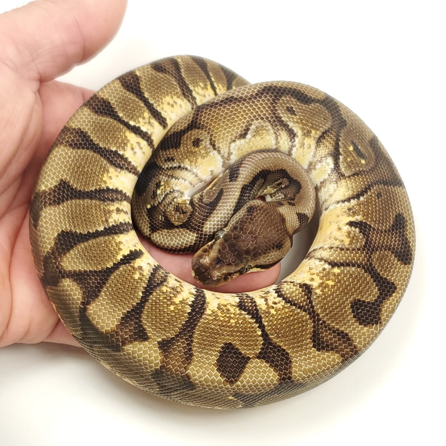 Enchi Hidden-gene Woma 50% PH Piebald Ball Python by Loxahatchee Herp ...