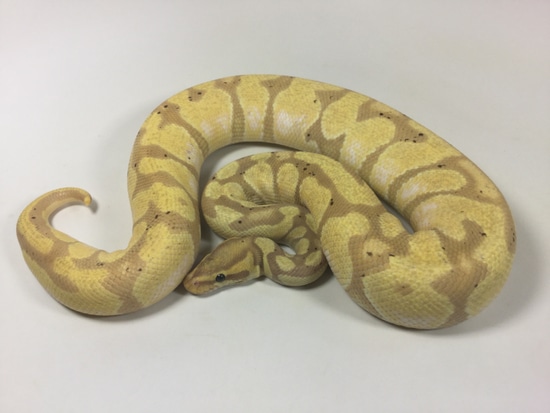 Enchi Coral Glow Ball Python by Loxahatchee Herp Hatchery