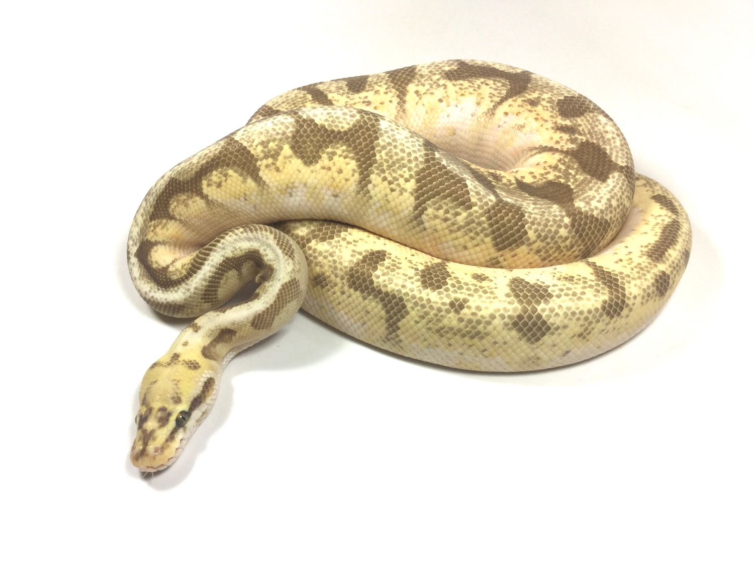 Enchi Pastel Lesser Spider Poss Het Clown Ball Python by Loxahatchee ...