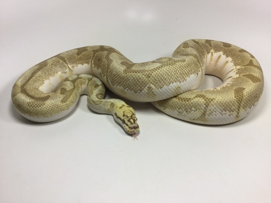 Enchi Lesser Pastel Spider 66% Het Clown Ball Python by Loxahatchee ...