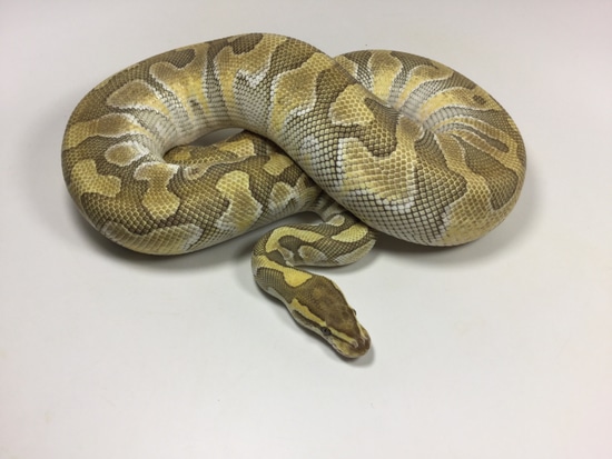 Enchi Lesser Pos Het Clown Ball Python by Loxahatchee Herp Hatchery