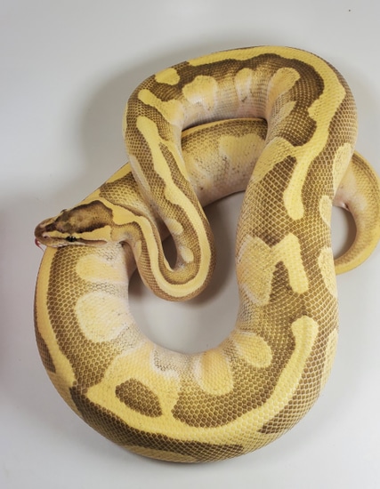 Enchi Lemonback Lesser Ball Python by Loxahatchee Herp Hatchery