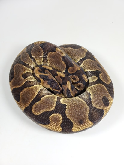 Enchi Leopard Yellow Belly Or Spark Ball Python by Loxahatchee Herp ...
