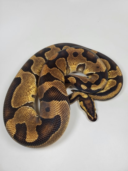 Enchi Het Clown Ball Python by Loxahatchee Herp Hatchery