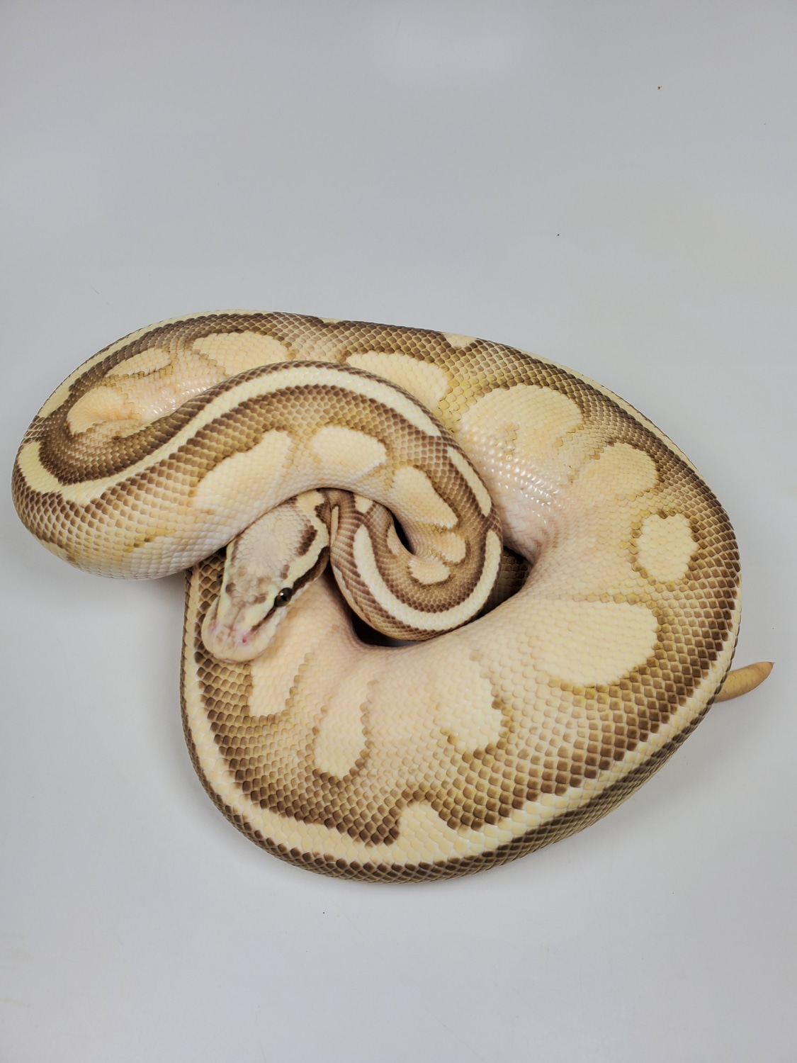 Super Pastel Lemonback Lesser Ball Python by Loxahatchee Herp Hatchery ...