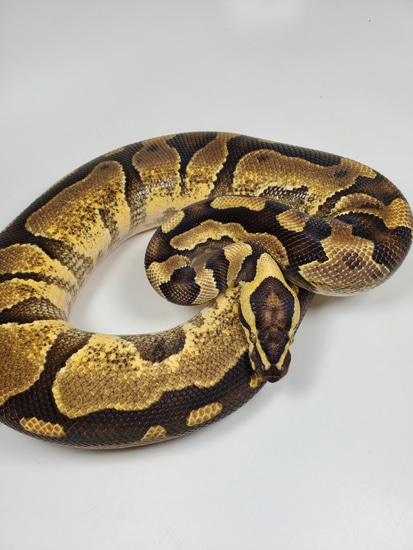 Enchi Het Pied Yellowbelly Ball Python by Loxahatchee Herp Hatchery
