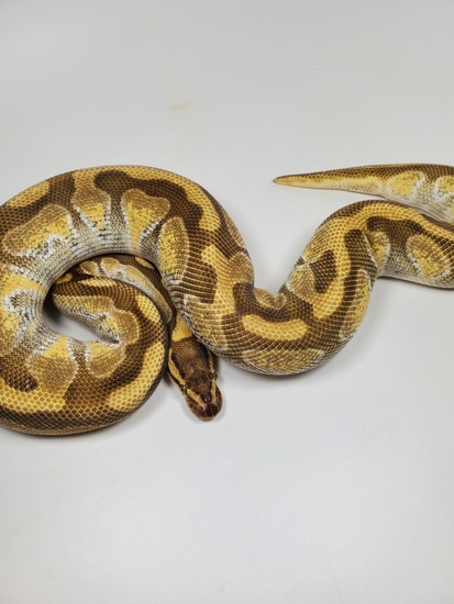 Enchi Lesser Ball Python by Loxahatchee Herp Hatchery