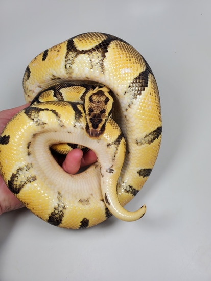Enchi Pastel Het Clown Ball Python by Loxahatchee Herp Hatchery
