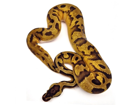 Enchi Pastel Piebald Ball Python by Loxahatchee Herp Hatchery