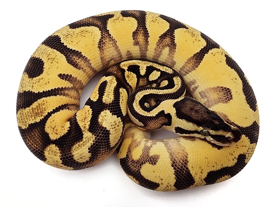 Super Enchi Pastel Yellowbelly Het Piebald Ball Python by Loxahatchee ...