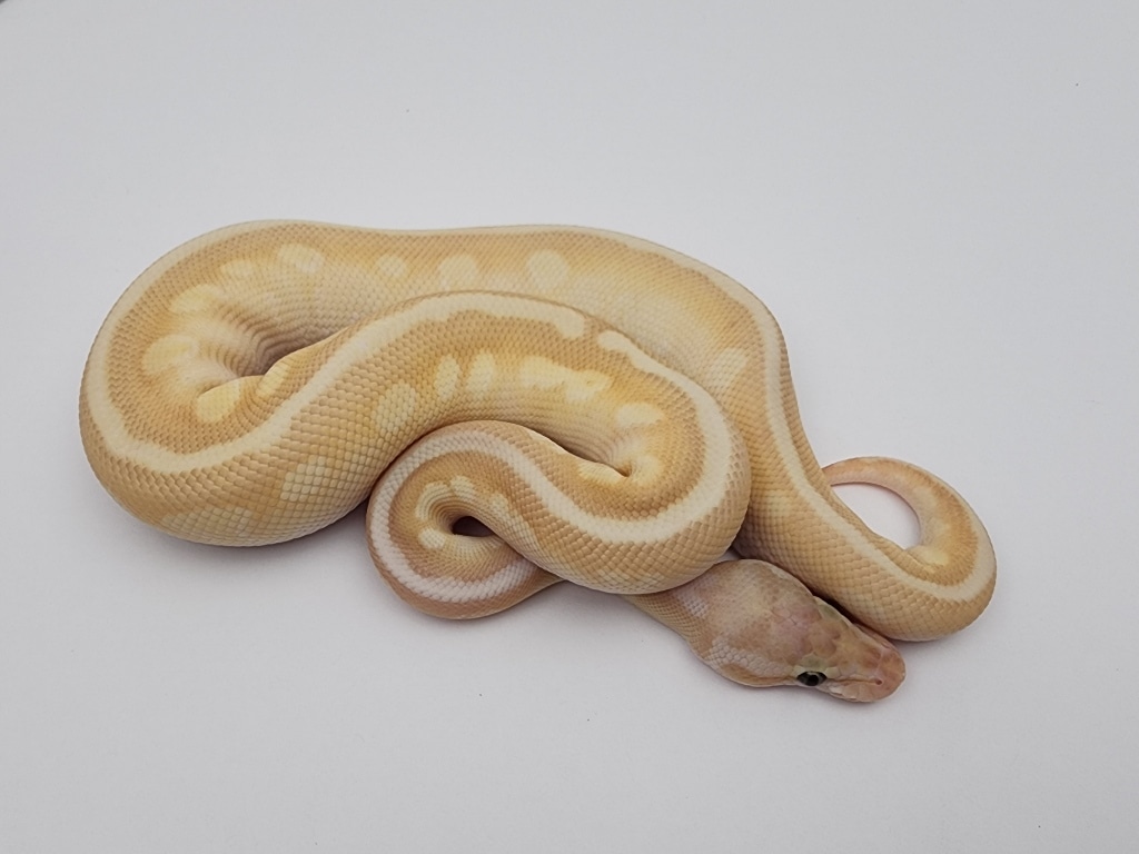 Banana Enchi Soul Sucker Het Pied Pos YB Pos Pastel Ball Python by ...