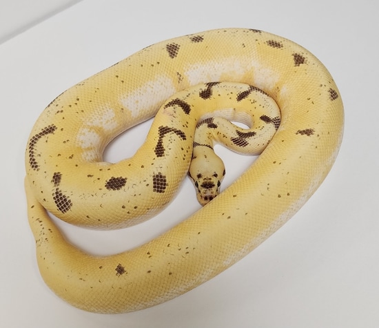 Super Enchi Pastel Fire Spider Yellowbelly Ball Python by Loxahatchee ...