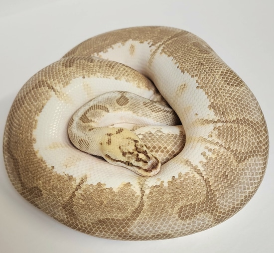 Enchi Lesser Spider 66% Pos Het Clown Ball Python by Loxahatchee Herp ...