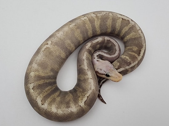 Super GHI Lemonback Pastel Red Axanthic Ball Python by Loxahatchee Herp ...