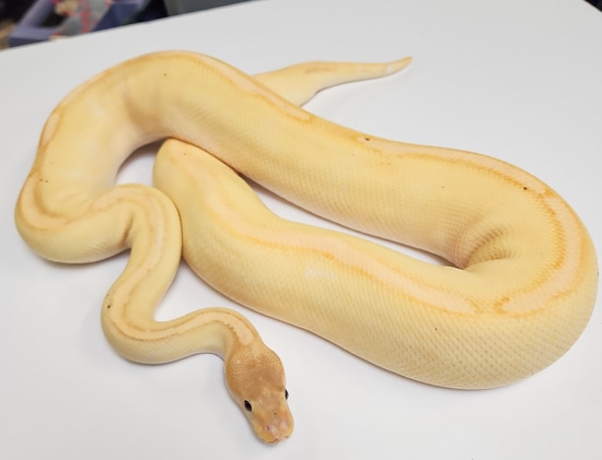 Calico Champagne Coral Glow Ball Python by Loxahatchee Herp Hatchery