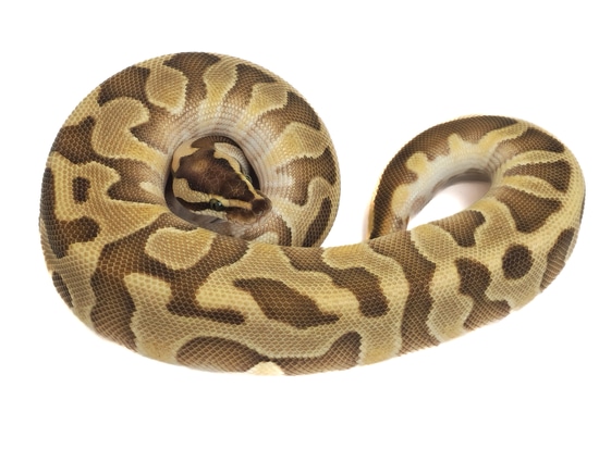 Enchi Lesser Leopard Ball Python by Loxahatchee Herp Hatchery