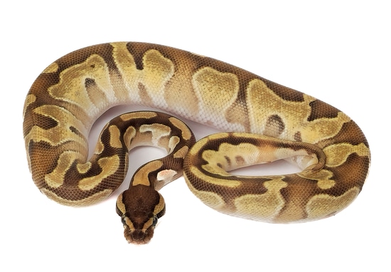 Enchi Mojave Het Piebald Ball Python by Loxahatchee Herp Hatchery