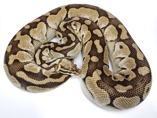Lesser Pastel Ball Python by Loxahatchee Herp Hatchery