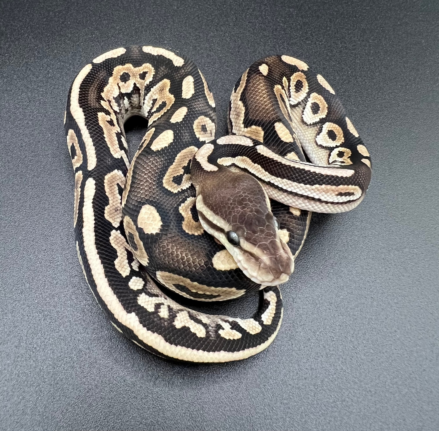 Cinnamon Phantom/Mojave 50% Het Genetic Stripe Ball Python by J&L ...