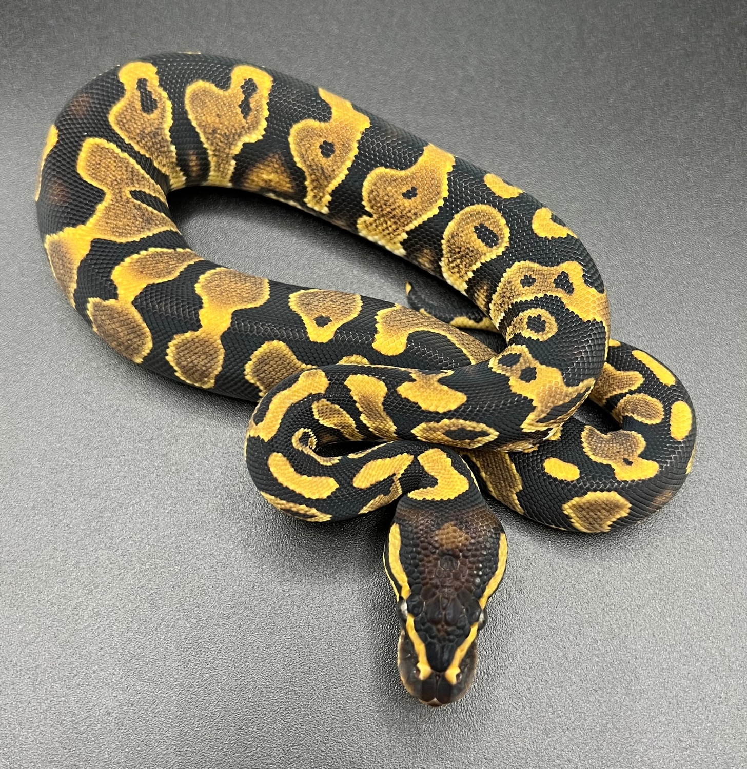 Yellow Belly 100% Het Pied 50% Het Clown Ball Python by J&L Royals ...