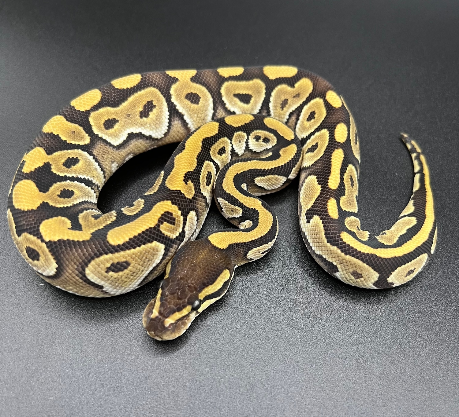 Mojave Poss Het Genetic Stripe Ball Python by J&L Royals - MorphMarket
