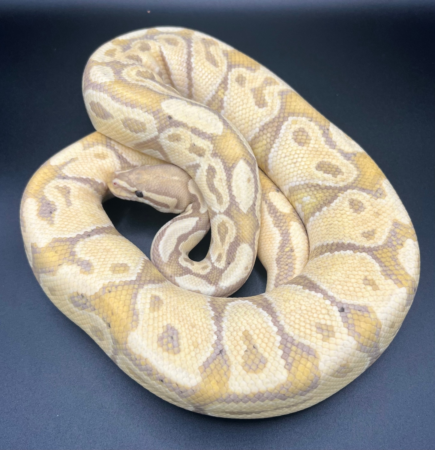 Coral Glow Ghost Ball Python by J&L Royals - MorphMarket