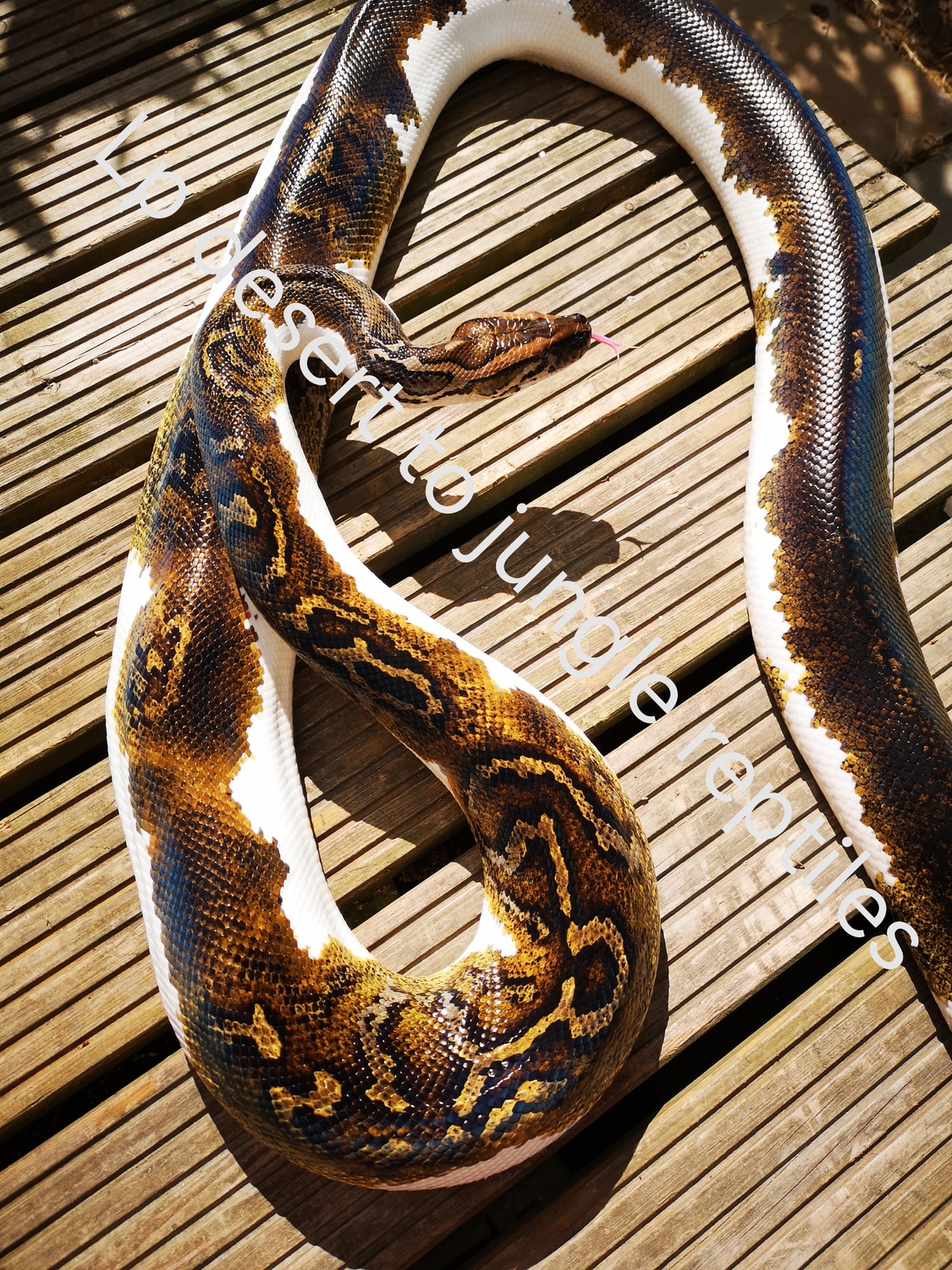 Pied Burmese 66 Percent Het Albino Burmese Python by LP Burmese Pythons ...