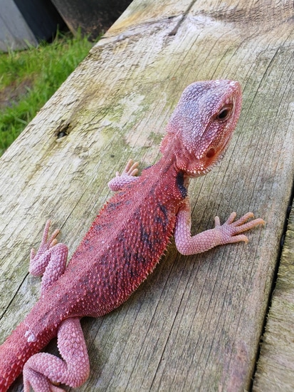Dark Red Bearded Dragon With Blue Bars Central Bearded Dragon by ...