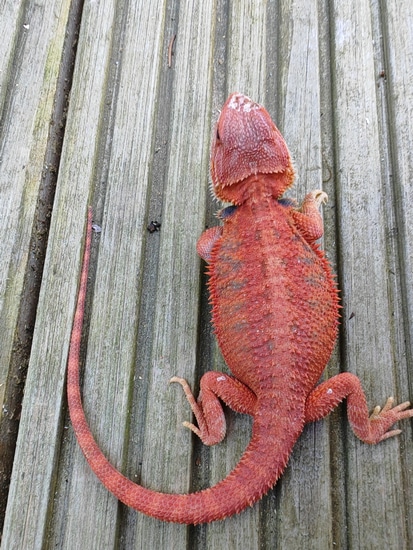 Super Red Bearded Dragon Central Bearded Dragon by DesertHerpsUK